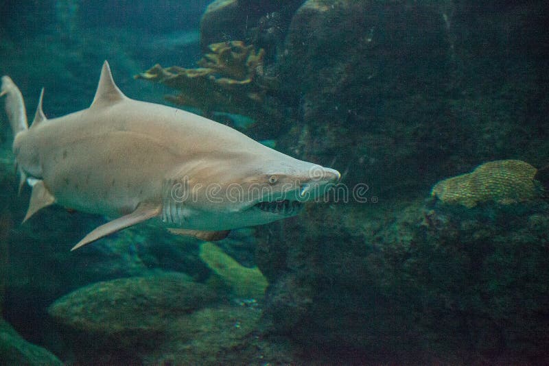 Blacktip-Haifisch Carcharhinus Limbatus Schwimmen Stockfoto - Bild von ...