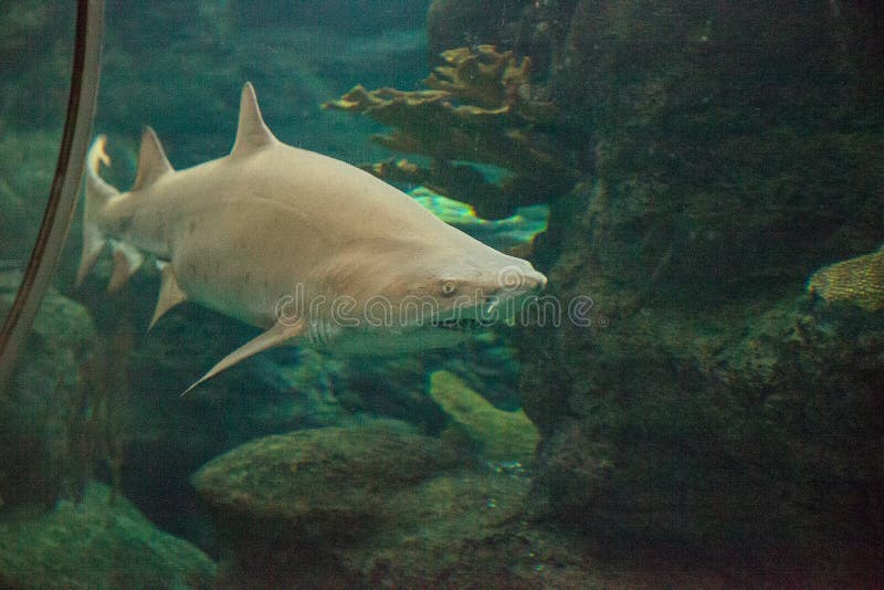 Blacktip-Haifisch Carcharhinus Limbatus Schwimmen Stockfoto - Bild von ...