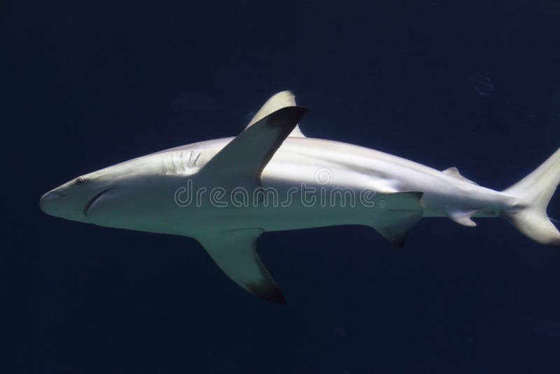 Blacktip haj arkivfoto. Bild av flotta, fisk, angus, själamässor - 28198436