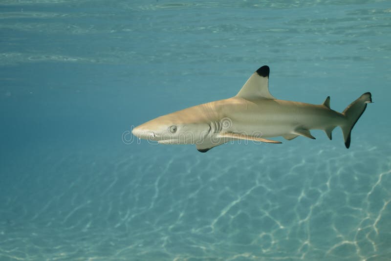 Blacktip Reef Shark Carcharhinus Melanopterus 01 Stock Photo - Image of ...