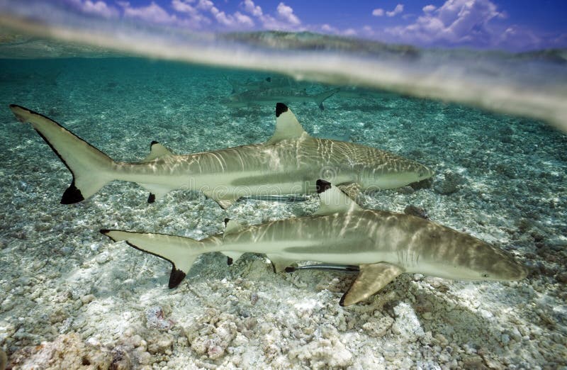 BLACKTIP REEF SHARK, HALF UNDERWATER VIEW OF BLACKTIP REEF SHARK