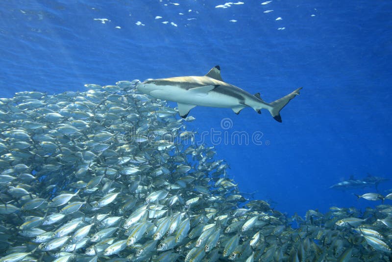 Blacktip Riff-Haifisch Mit Fischen Stockfoto - Bild von reef, schwarzes ...