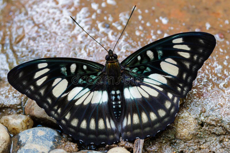 Blackvein Sergeant, Athyma Ranga Gathering Water in the Mud, Thailand ...