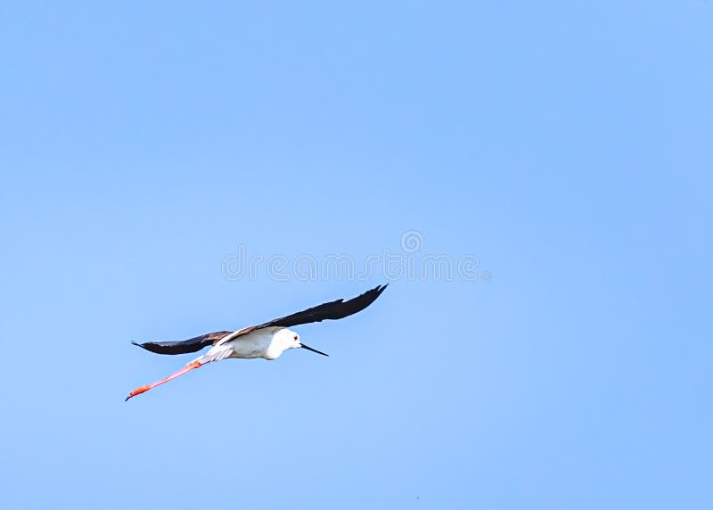 A Blackwing Stilt with Horizontal Wings Stock Photo - Image of bird ...