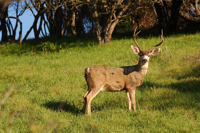 Blactail buck stock photo. Image of watching, male, hemionus - 2069734