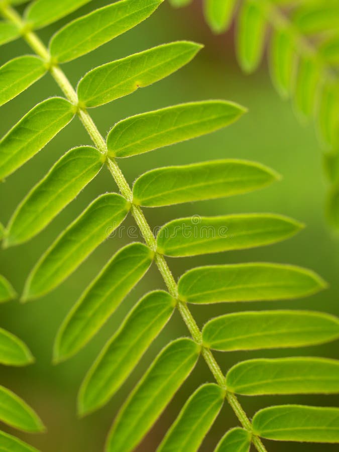 Plant blad/waterdaling 06 stock afbeelding. Afbeelding bestaande uit ...