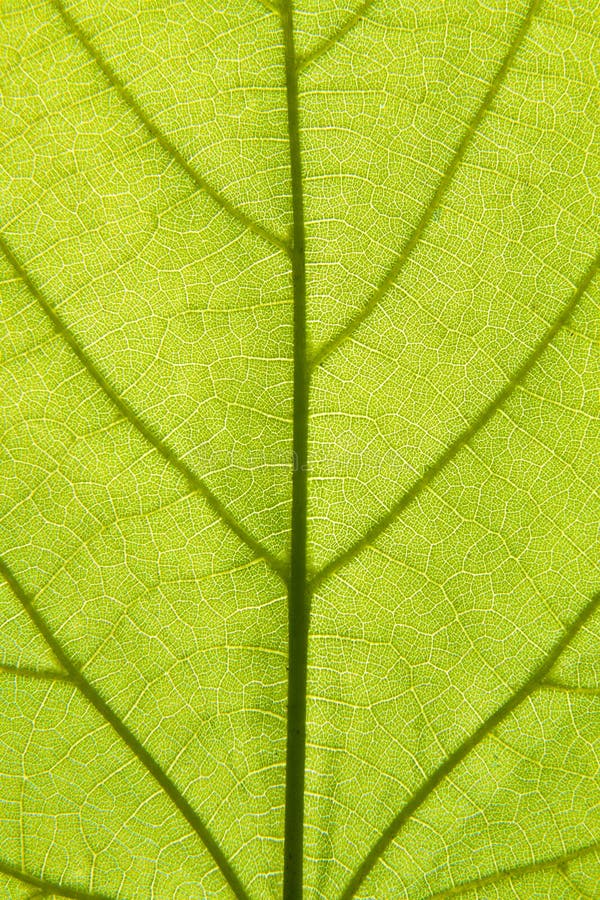 Blad stock afbeelding. Image of groen, najaar, ontwikkeling - 14434169