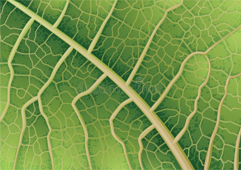 Blad vector illustratie. Illustration of blad, patroon - 6248748