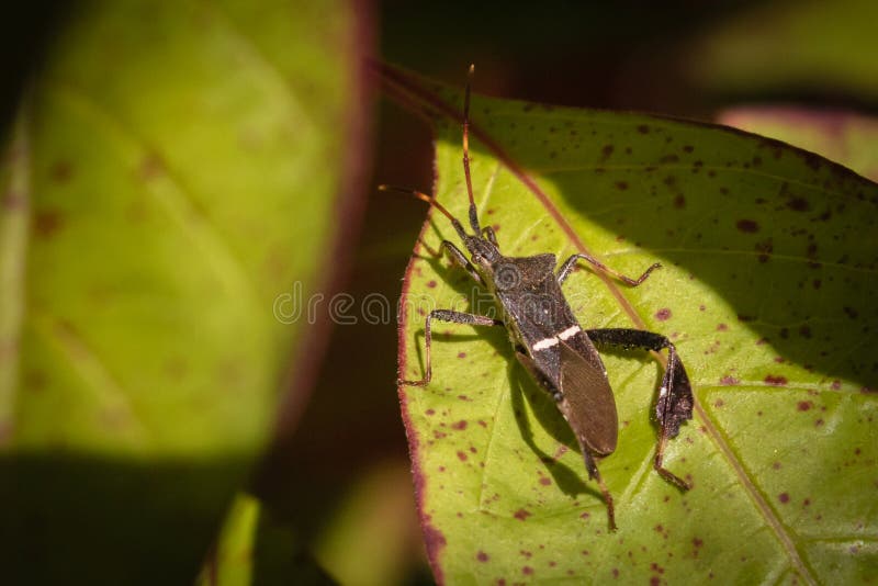 Blad betaald insect stock foto. Image of daling, gepolijst - 81178250