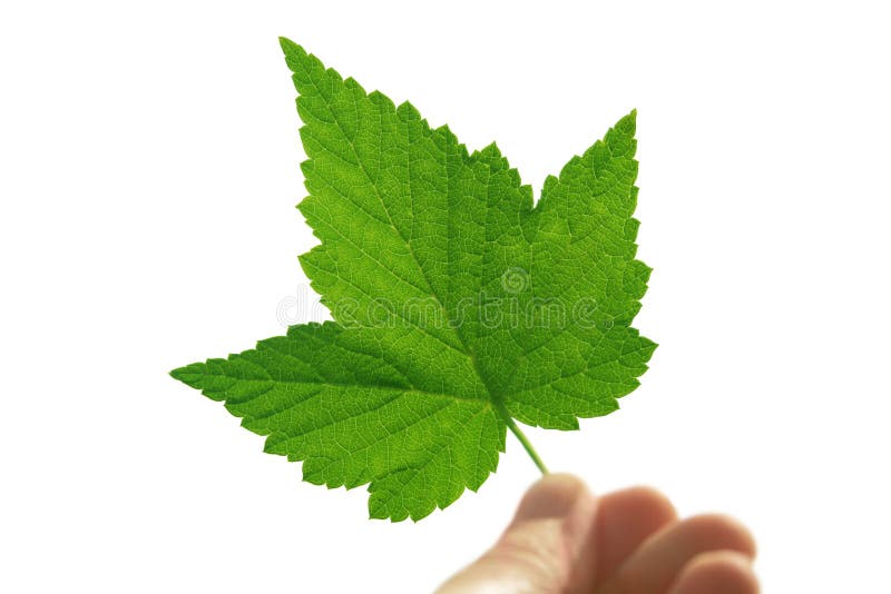 Een blad in de hand stock foto. Image of zorg, handen - 9801748