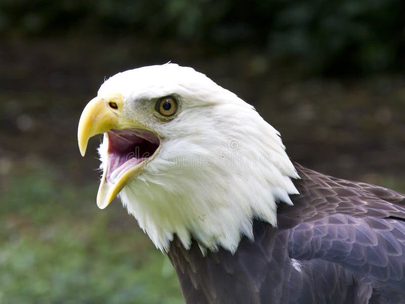 Blad Eagle, Exhibition of Falconry Stock Image - Image of europe, hawk ...