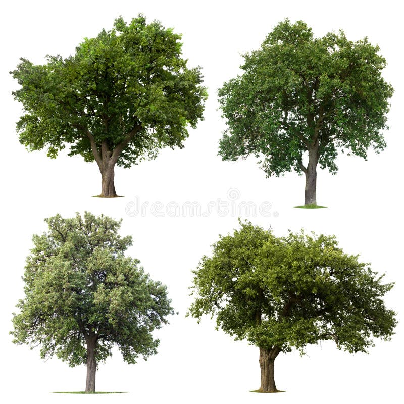 Blad groene bomen stock afbeelding. Image of verschillend - 29085089