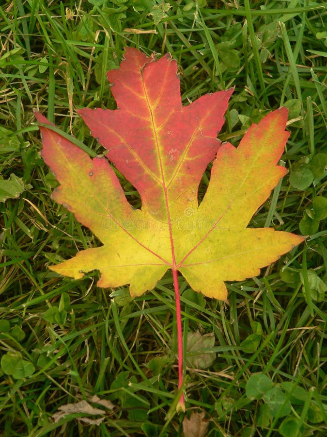 Het Bladclose-up Van De Esdoorn Stock Foto - Image of esdoorn, blad: 671614