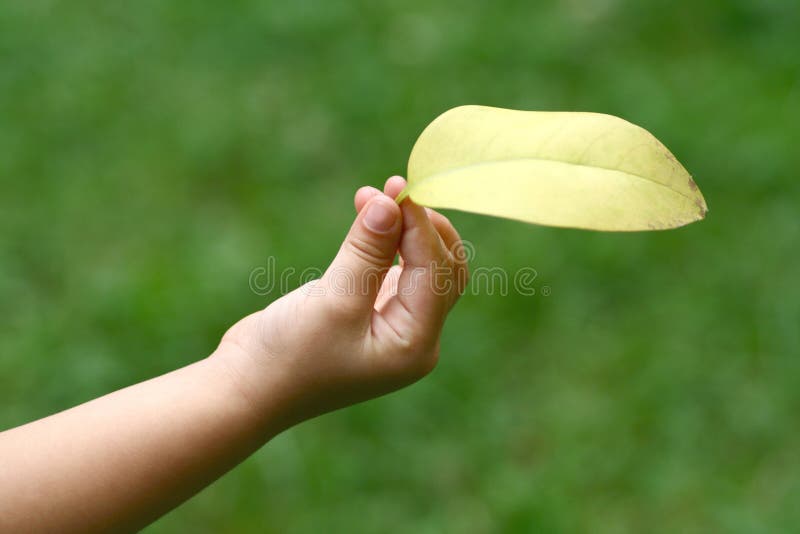 Een blad in mijn hand stock afbeelding. Image of licht - 2659419