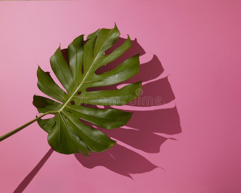 Blad Monstera Op Roze Achtergrond Stock Afbeelding - Image of deel ...