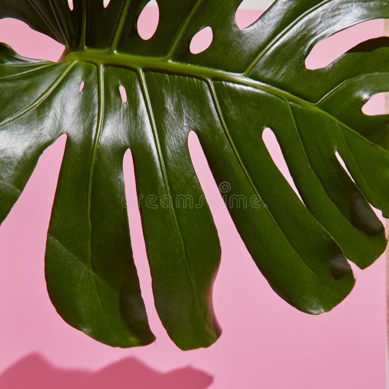 Blad Monstera Op Roze Achtergrond Stock Foto - Image of exotisch, palm ...
