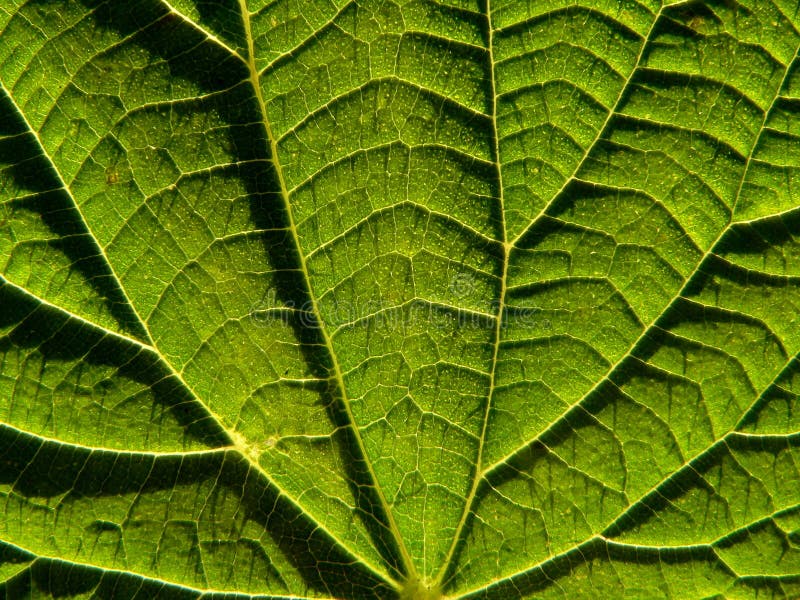 Olijf Color Pictures And Images - RGB Color Hex Code [#808000 - 29%]