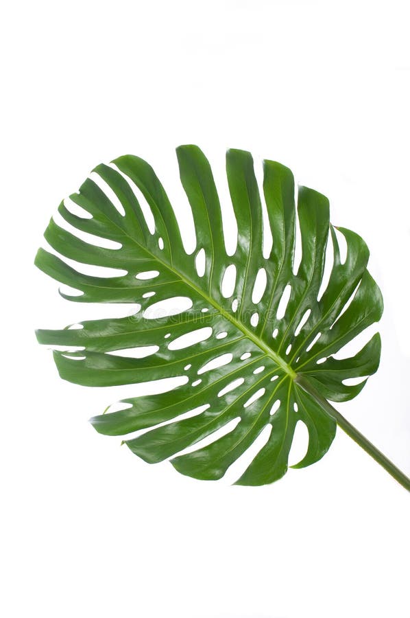 Blad Van Een Grote Monstera in Wit Stock Afbeelding - Image of ...