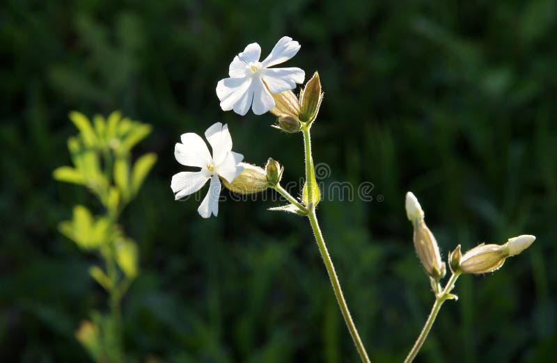 Bladder Campion (Silene Vulgaris) Flower Stock Image - Image of foliage ...