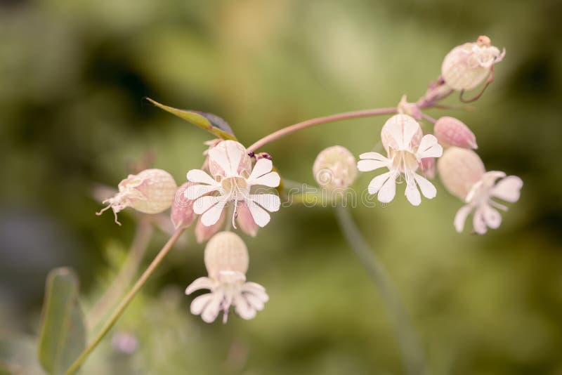 Bladder Campion stock photo. Image of macro, fragile - 42202250