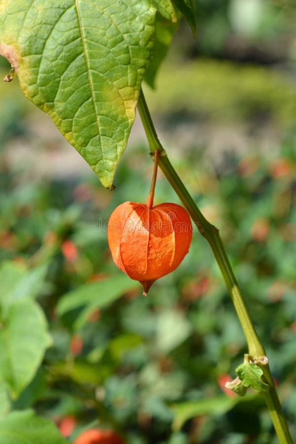 Bladder Cherry or Physalis Alkekengi Plant in Zurich in Switzerland ...