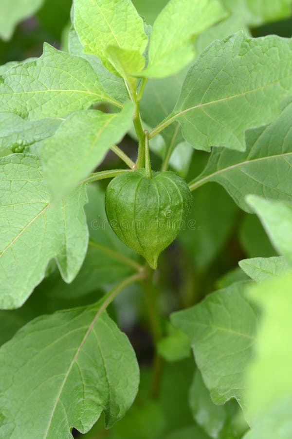 Bladder Cherry or Physalis Alkekengi Plant in Zurich in Switzerland ...