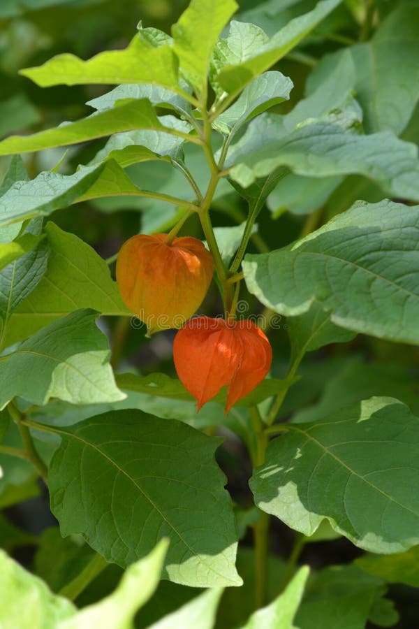 Bladder Cherry or Physalis Alkekengi Plant in Zurich in Switzerland ...