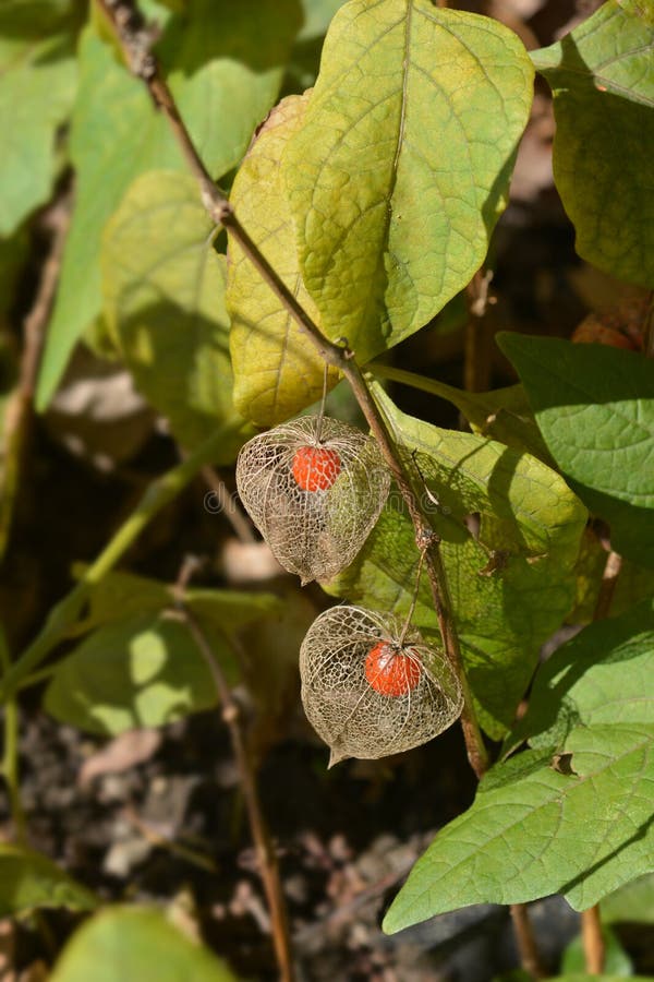 Bladder cherry stock image. Image of garden, close, chinese - 130971353