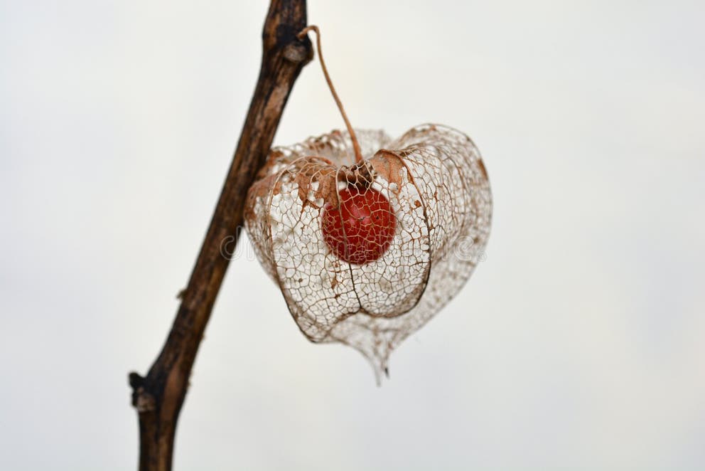Bladder cherry stock image. Image of branch, cherry - 166280955