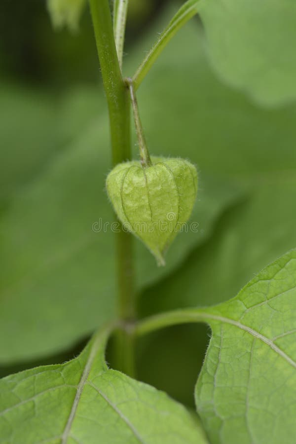 Bladder Cherry or Physalis Alkekengi Plant in Zurich in Switzerland ...