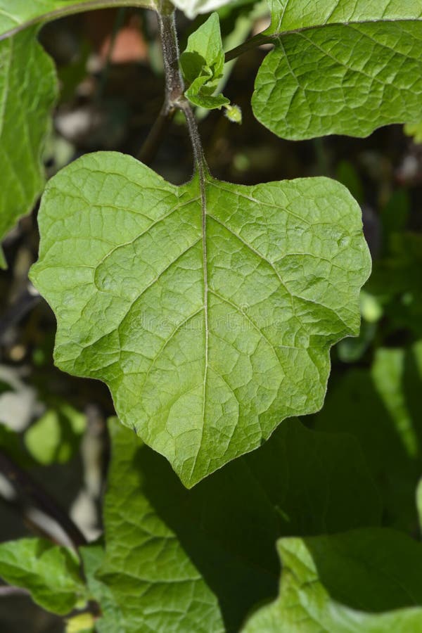Bladder Cherry or Physalis Alkekengi Plant in Zurich in Switzerland ...