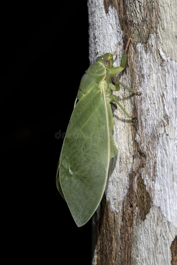 Bladder Cicada stock photo. Image of nature, wildlife - 205797440