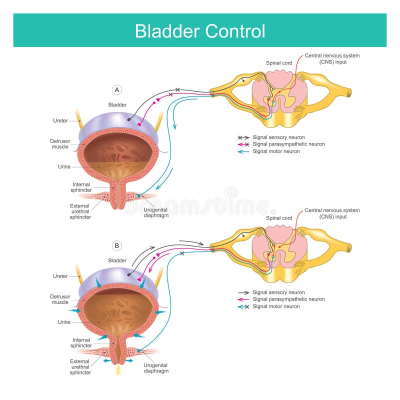 Bladder Control. the Bladder Muscles. Stock Vector - Illustration of ...