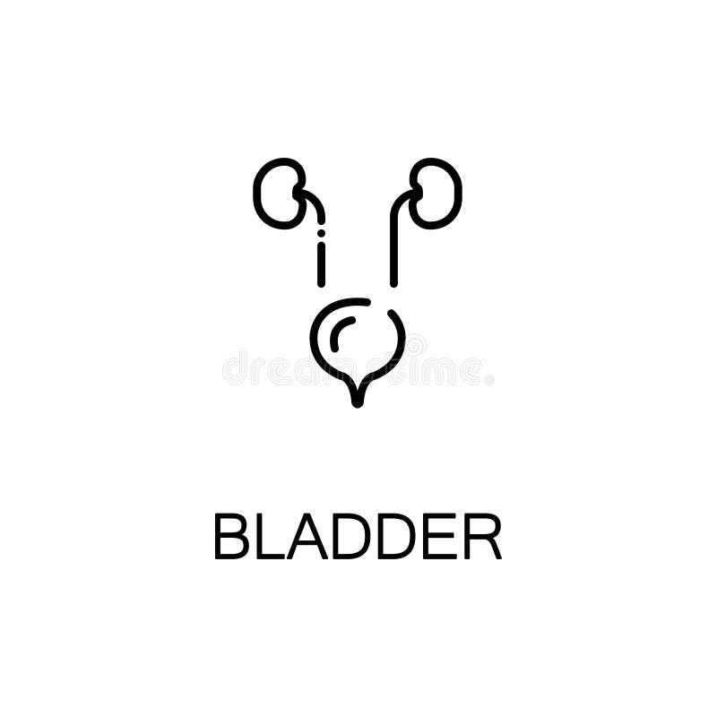 Bladder flat icon stock vector. Illustration of physiology - 83425773