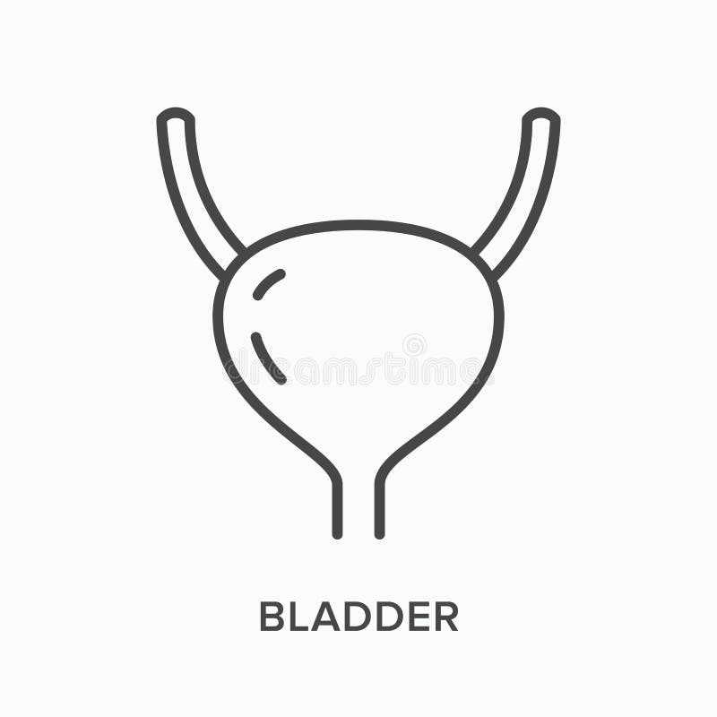 Outline Bladder Stock Illustrations – 1,890 Outline Bladder Stock ...