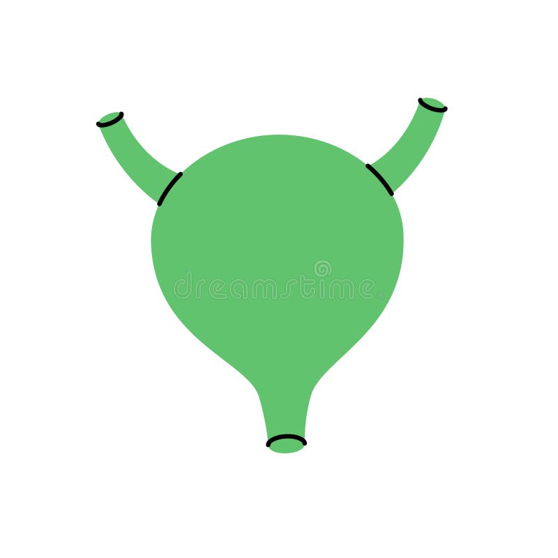 Bladder. Human Internal Organ. Vector Illustration Stock Illustration ...