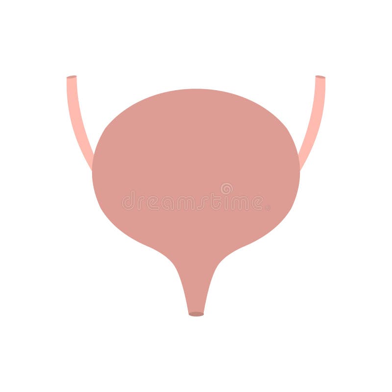 Human Bladder Icon, Icon Cartoon Stock Vector - Illustration of ...