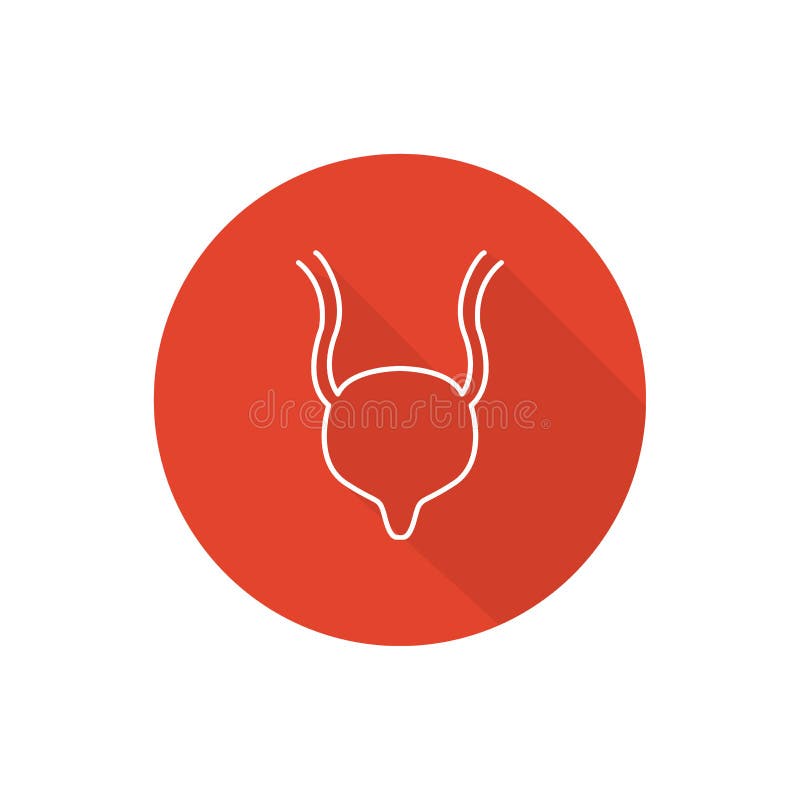 Bladder Icon on White Background, Vector Illustration Stock Vector ...