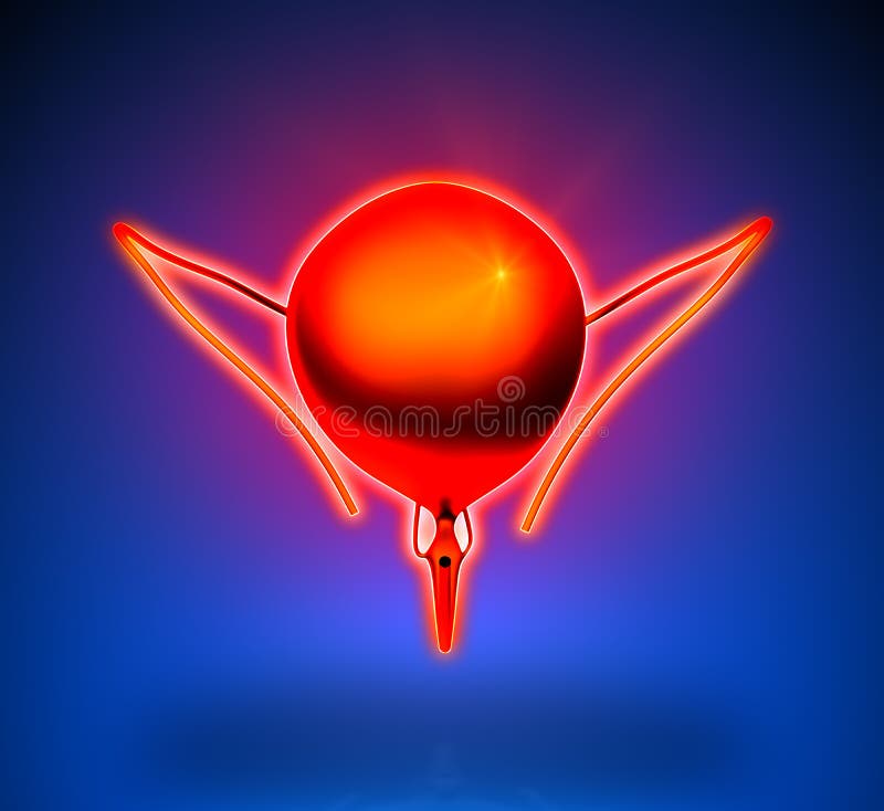 Bladder Internal Organ Isolated Icon Urinary System Anatomy Stock ...