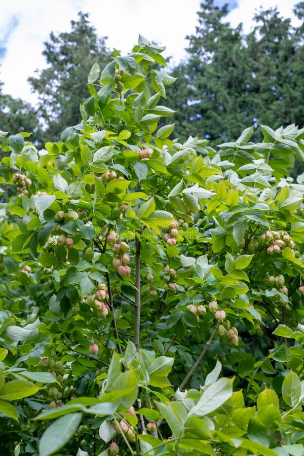 Bladder Nut Staphylea Pinnata Stock Photo - Image of european, flora ...