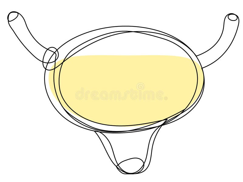 Bladder in One Line on a White Background. Human Internal Organ Concept ...