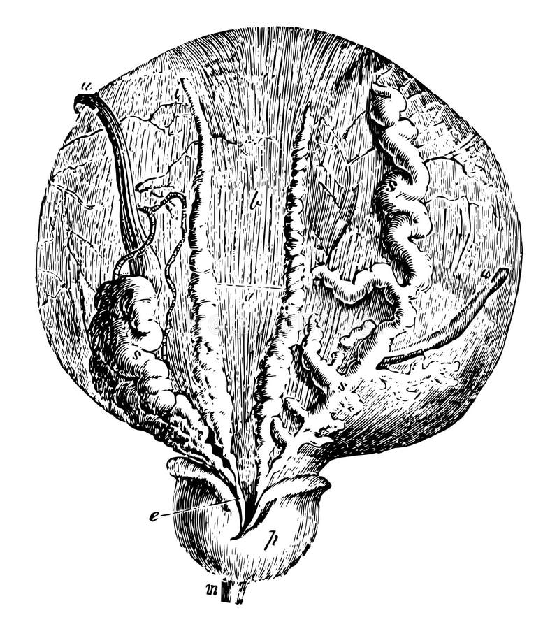 Bladder and Prostate Gland, Vintage Illustration Stock Vector ...