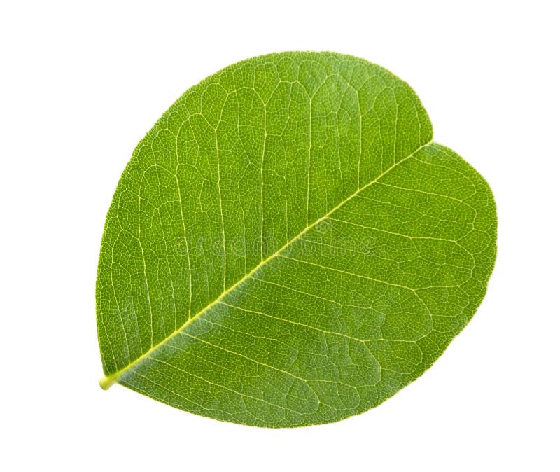 Bladder senna leaf stock photo. Image of arborescens - 127505718