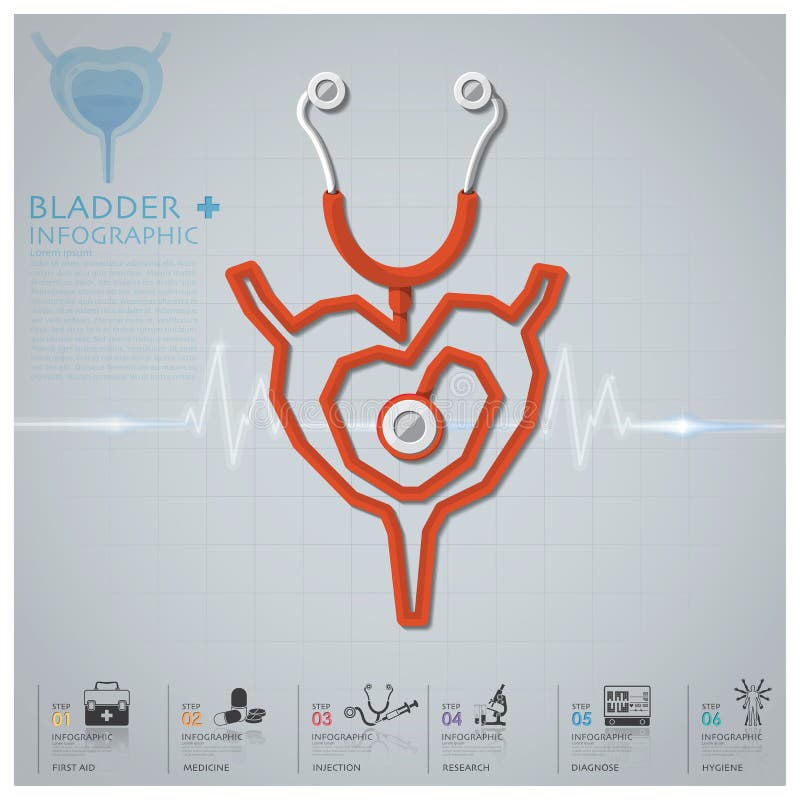 Bladder Infographic Infocharts Health and Medical Stock Vector ...