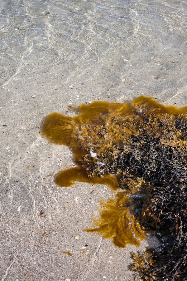 Bladder wrack stock photo. Image of marine, beach, texture - 11688566