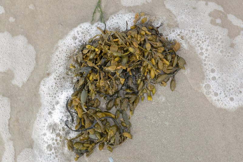 Bladder wrack on beach stock image. Image of sand, fronds - 277560091