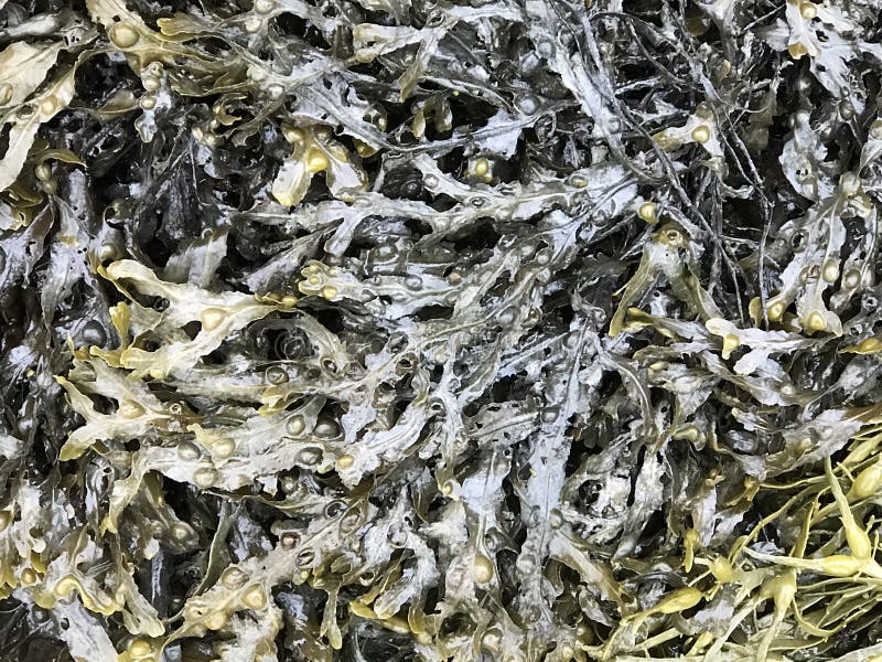 Bladder wrack at low tide stock image. Image of creek - 194125789