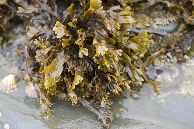 Bladder Wrack Seaweed stock image. Image of seas, popweed - 1273829