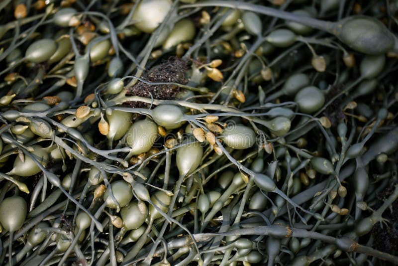 Bladderwrack seaweed stock photo. Image of ocean, beach - 2720824
