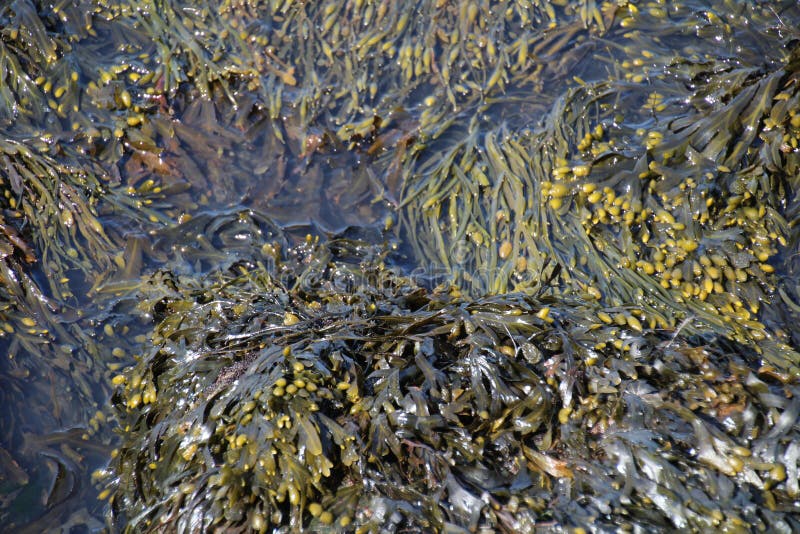 Bladderwrack Seaweed stock photo. Image of algae, zone - 4364746